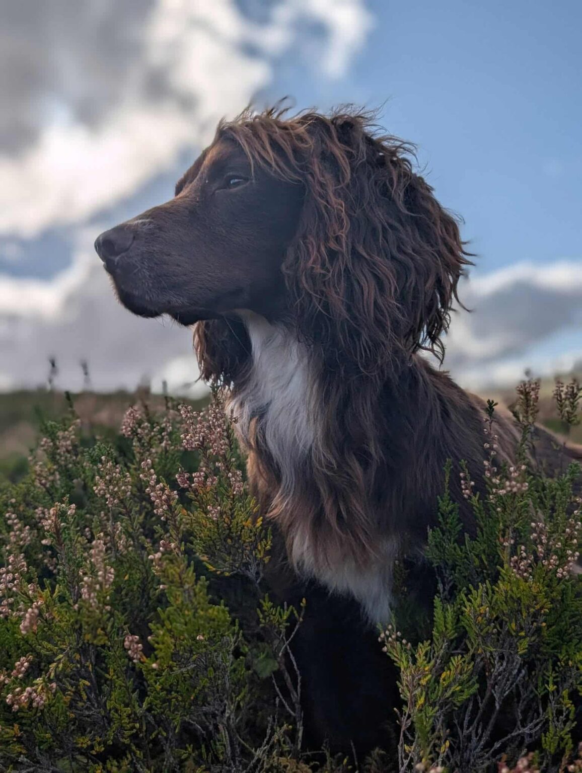 Louping ill: Dogs warning after Aberdeenshire spaniel dies of virus