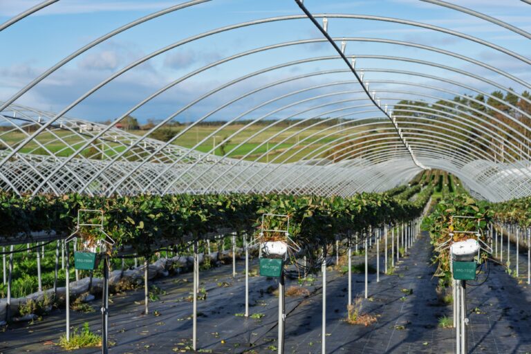 Meet the young couple from Nairn running fruit farm and shop