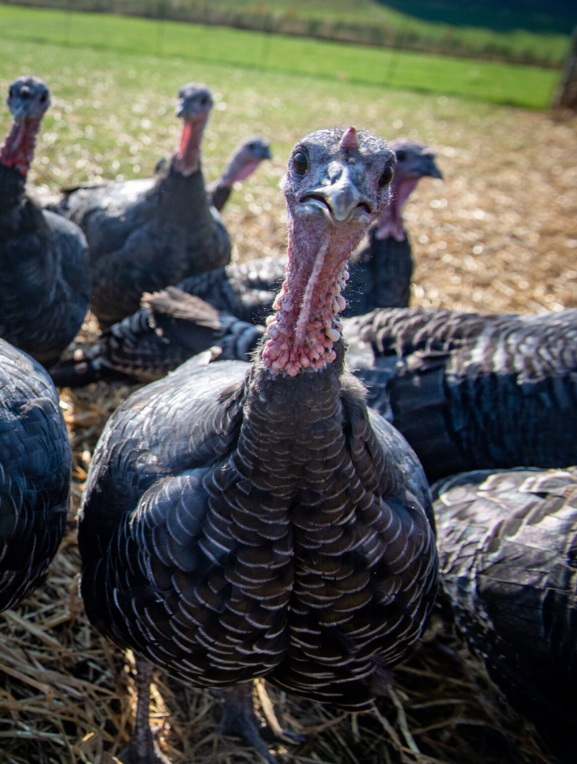 Christmas turkeys at Ledmacoy Farm