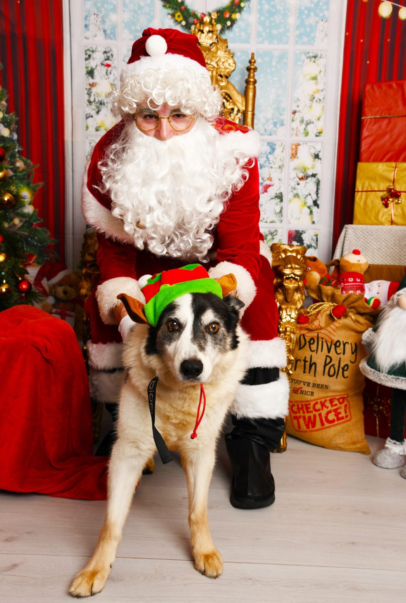 Santa paws event delights dogs at Mrs Murray’s in Aberdeen