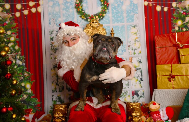 Santa paws event delights dogs at Mrs Murray’s in Aberdeen