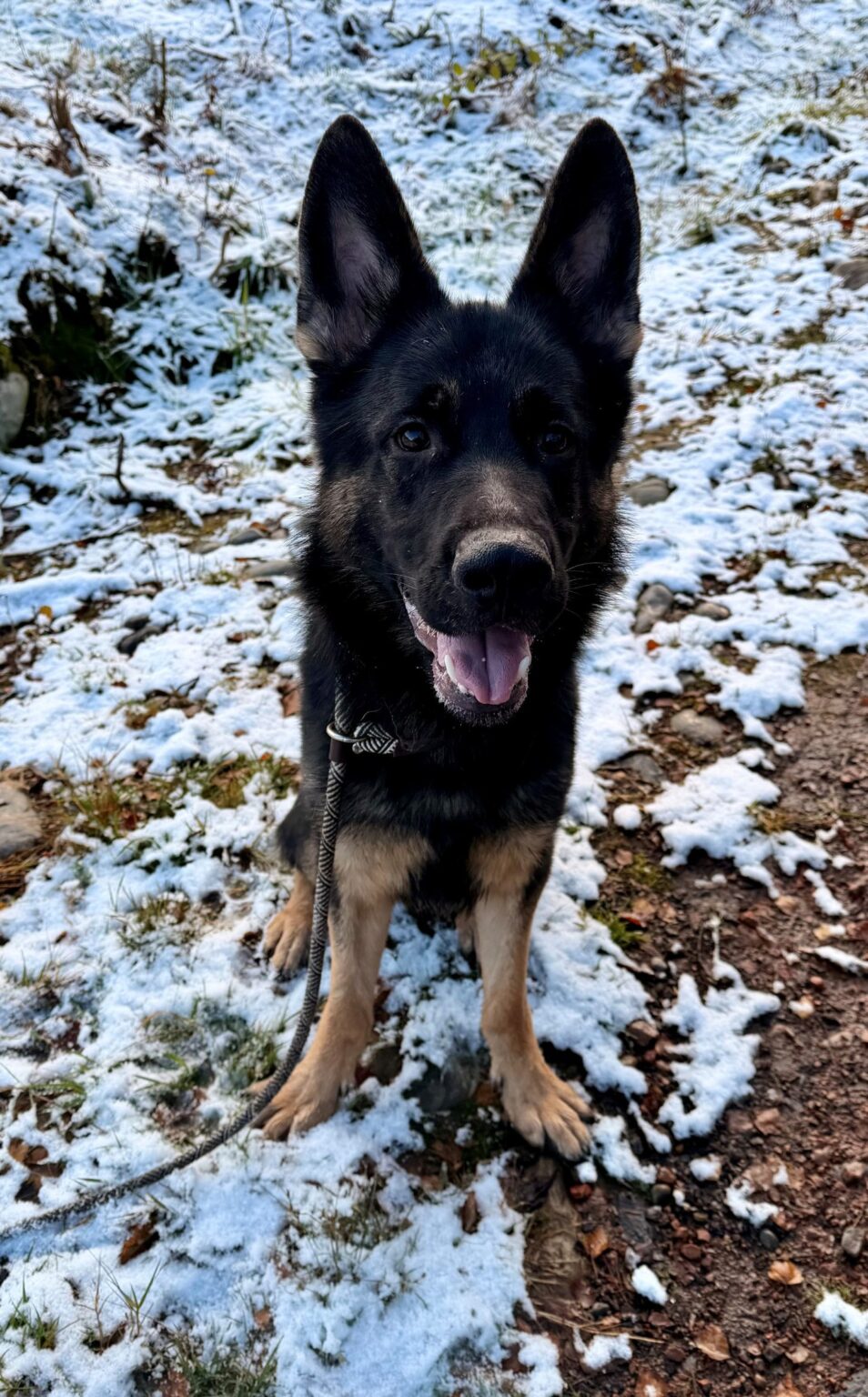 Make a difference and adopt or donate to Munlochy Animal Aid