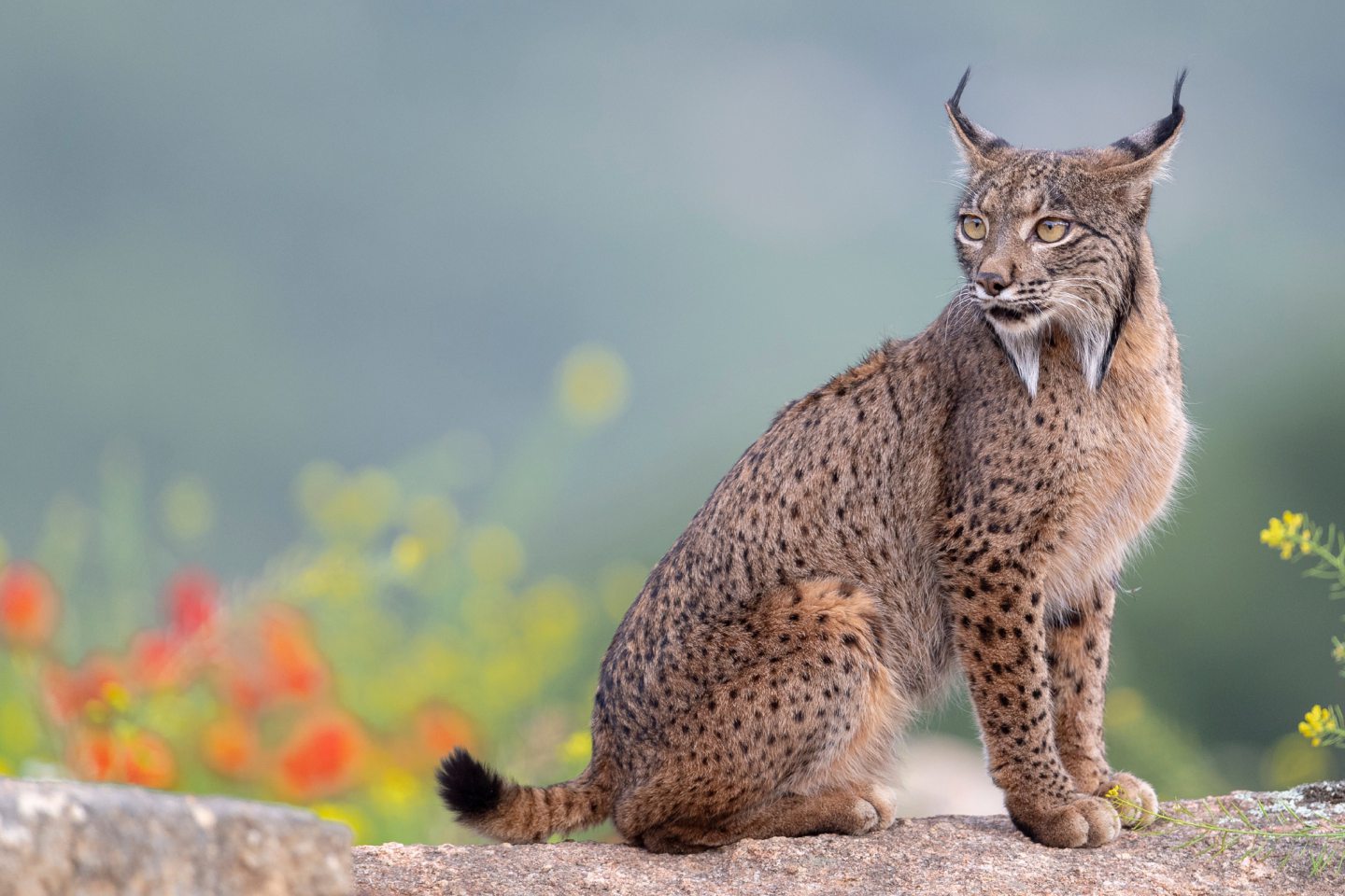 The 37 Highland postcodes being told lynx could be reintroduced