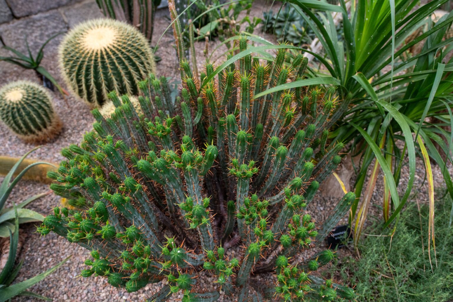 Duthie Park’s winter gardens: lush plant wonders in Aberdeen