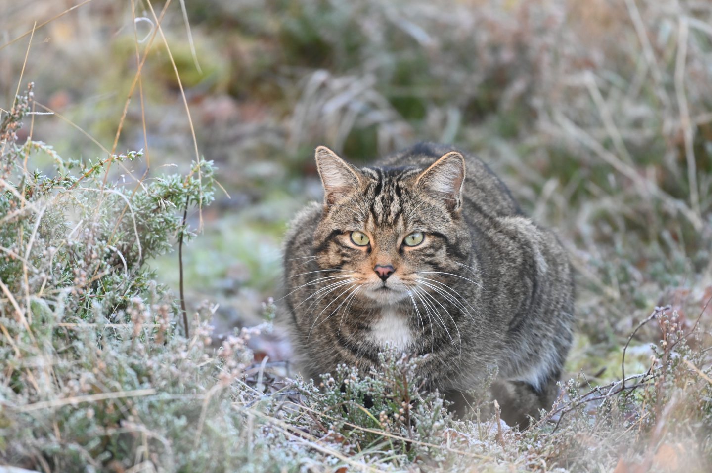 Meet the man helping bring Scottish Wildcats back from extinction
