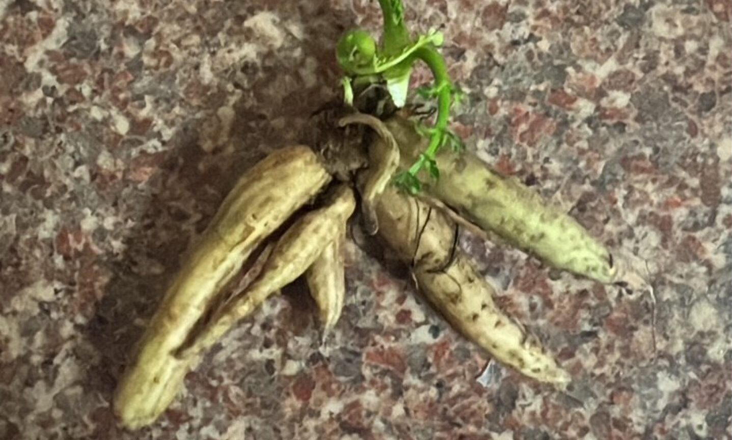 Dead man's fingers: Poisonous plant reported in Highlands