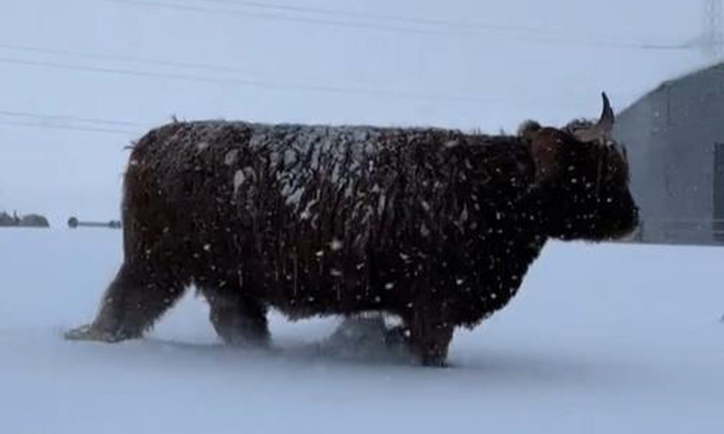 Cold blast leaves cows' eyes frozen shut at Aberdeenshire farm