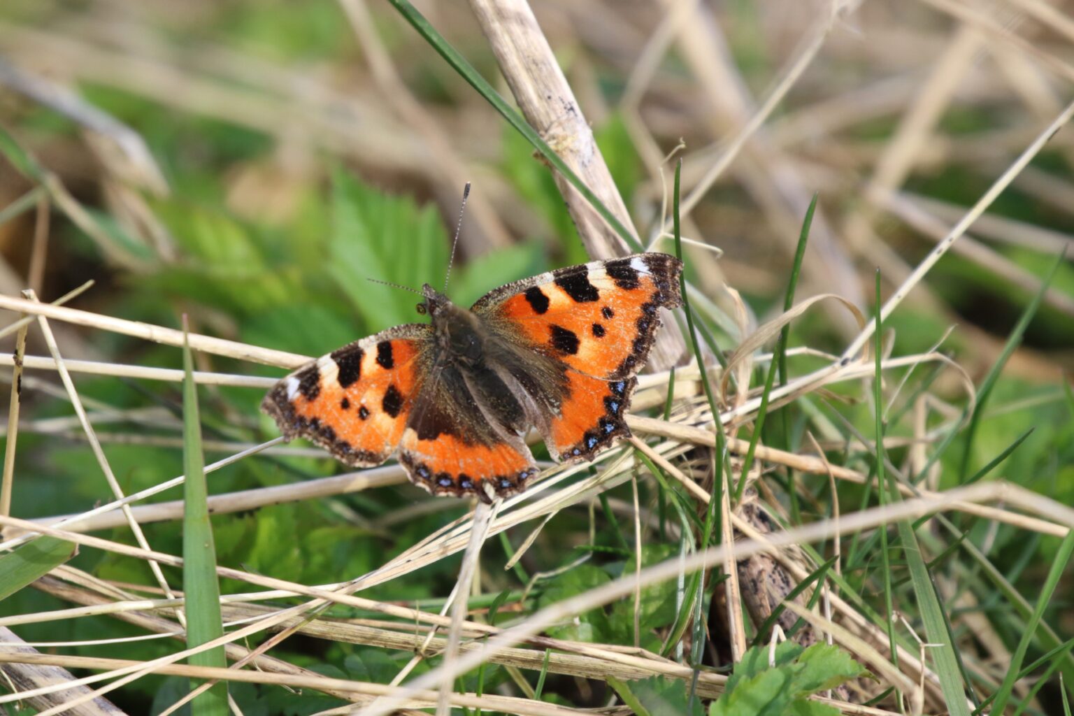 Readers’ Gallery: Spring brings colour and wildlife to the north and ...