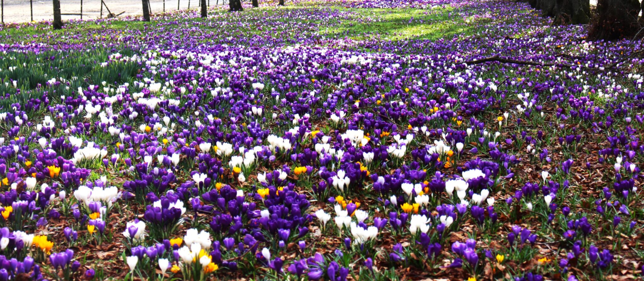 Readers’ Gallery: Spring brings colour and wildlife to the north and ...