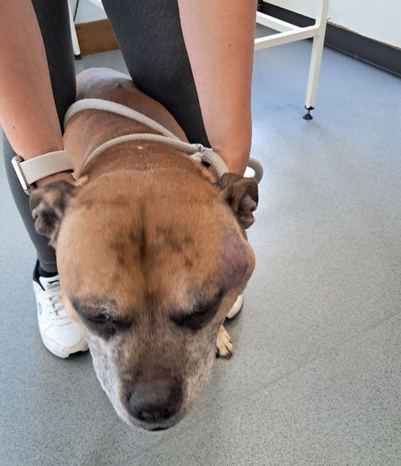 Aberdeen man banned from keeping animals after dog neglect