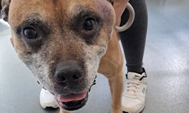 Aberdeen man banned from keeping animals after dog neglect