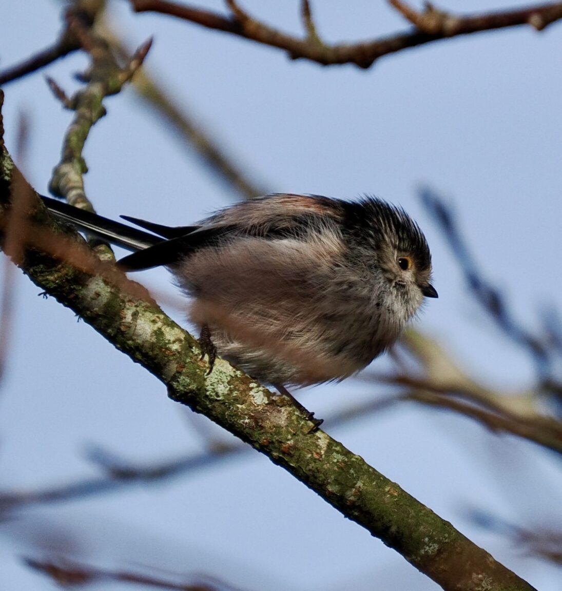 Readers’ Gallery: Spring brings colour and wildlife to the north and ...