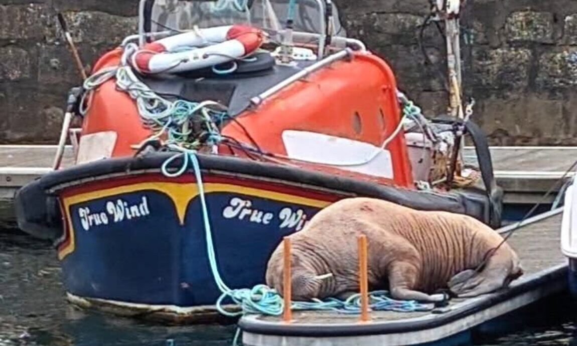 Key questions answered as Arctic walrus rests at Lossie harbour