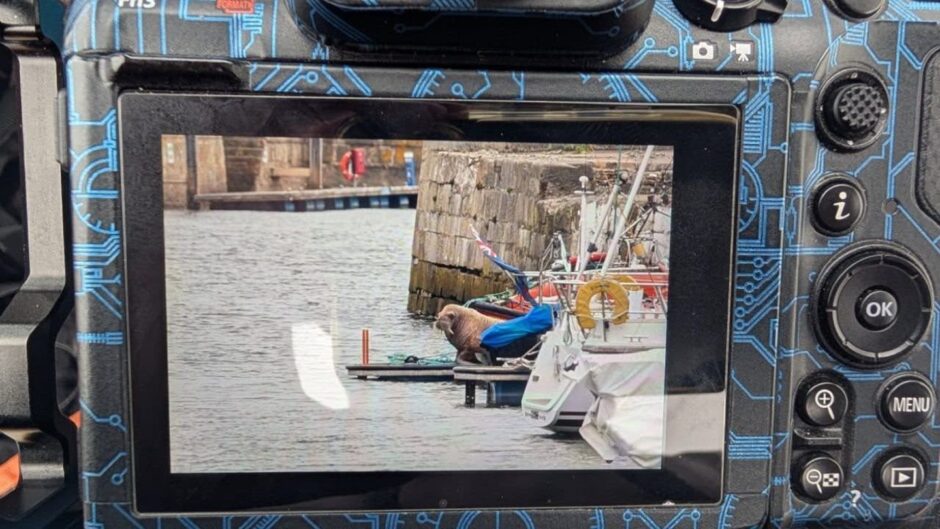 Key questions answered as Arctic walrus rests at Lossie harbour