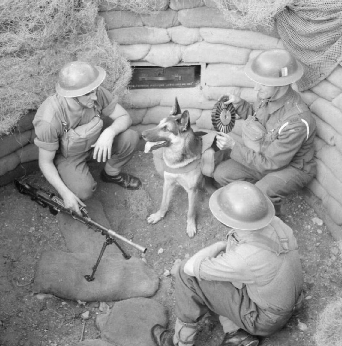 This VE Day spare a thought for the animals who serve in conflict