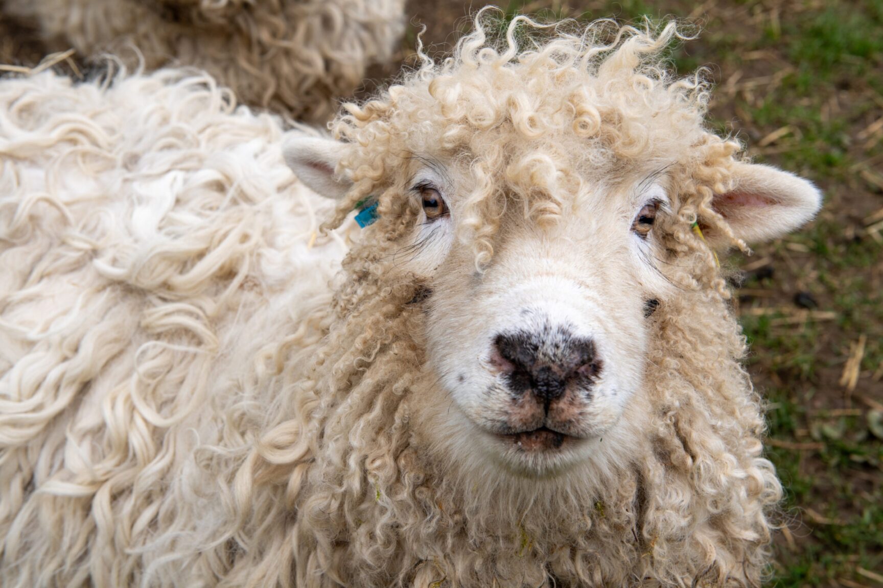 What is Oyne couple's woolly link with new Hollywood movie?