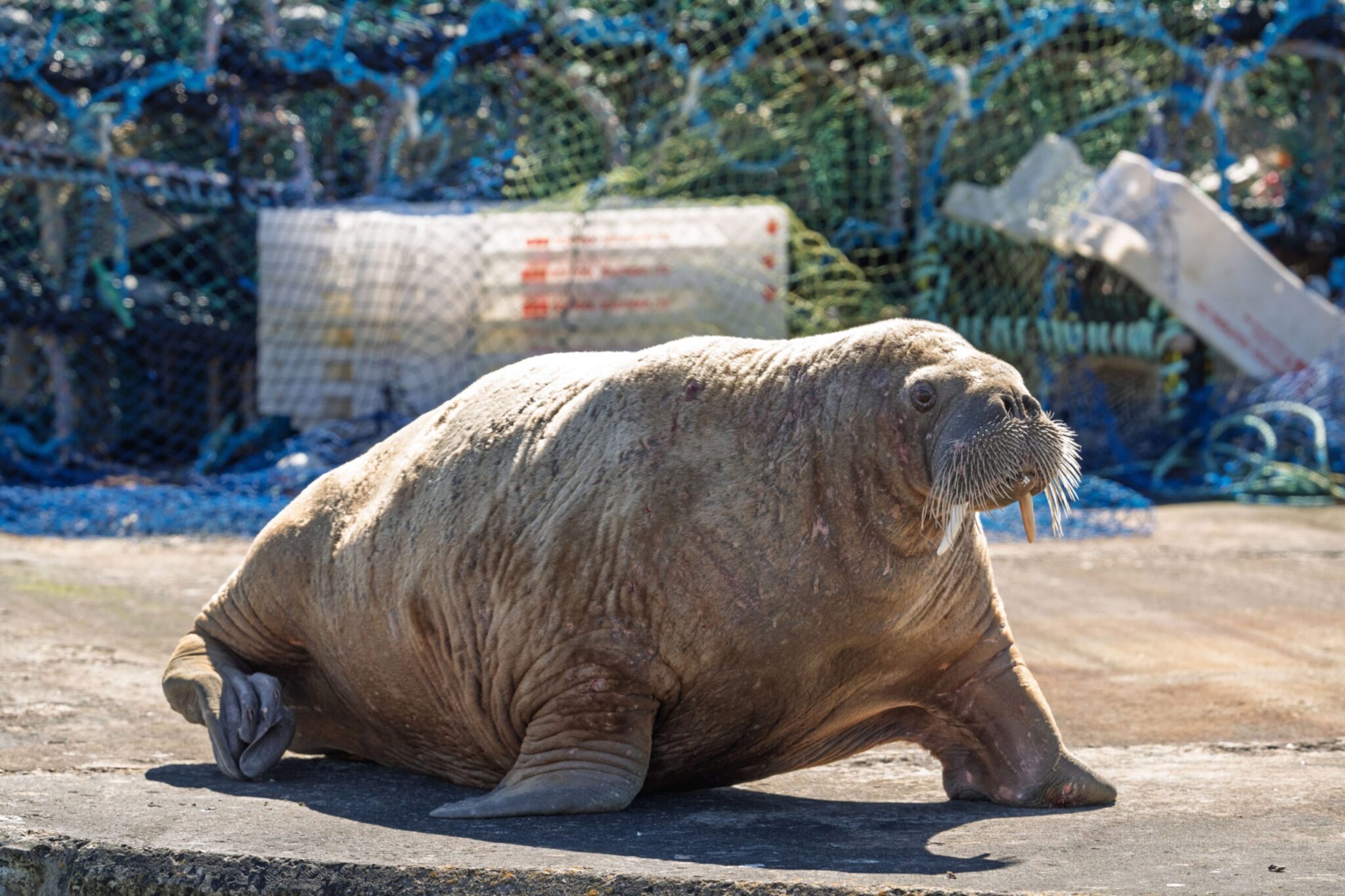 Magnus the walrus stops in Hopeman