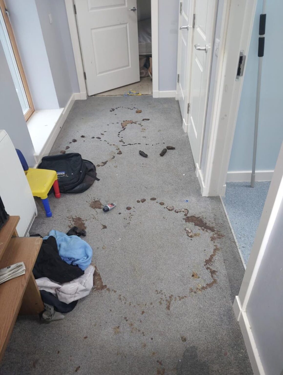 Fraserburgh woman abandoned dogs in disgusting home for weeks