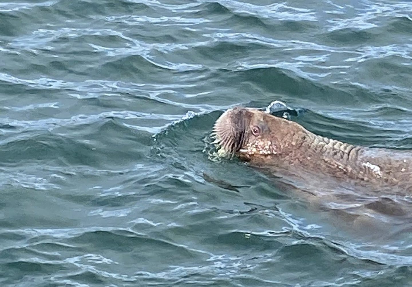 Just what has brought Magnus the walrus to the north-east?