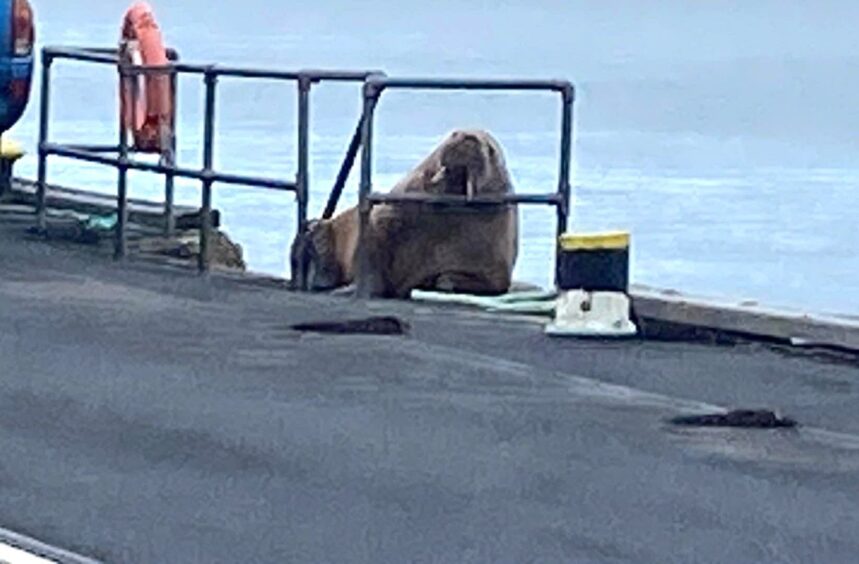 Walrus in Orkney: Worries about health of rare visitor