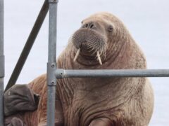Walrus takes 'much-needed rest' at Lossiemouth Marina