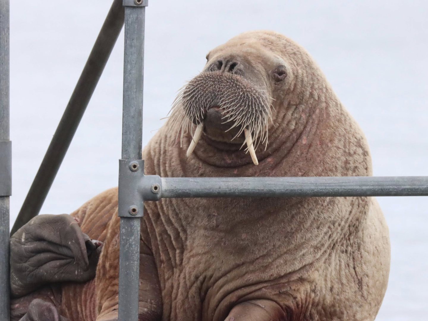 Walrus in Orkney: Worries about health of rare visitor