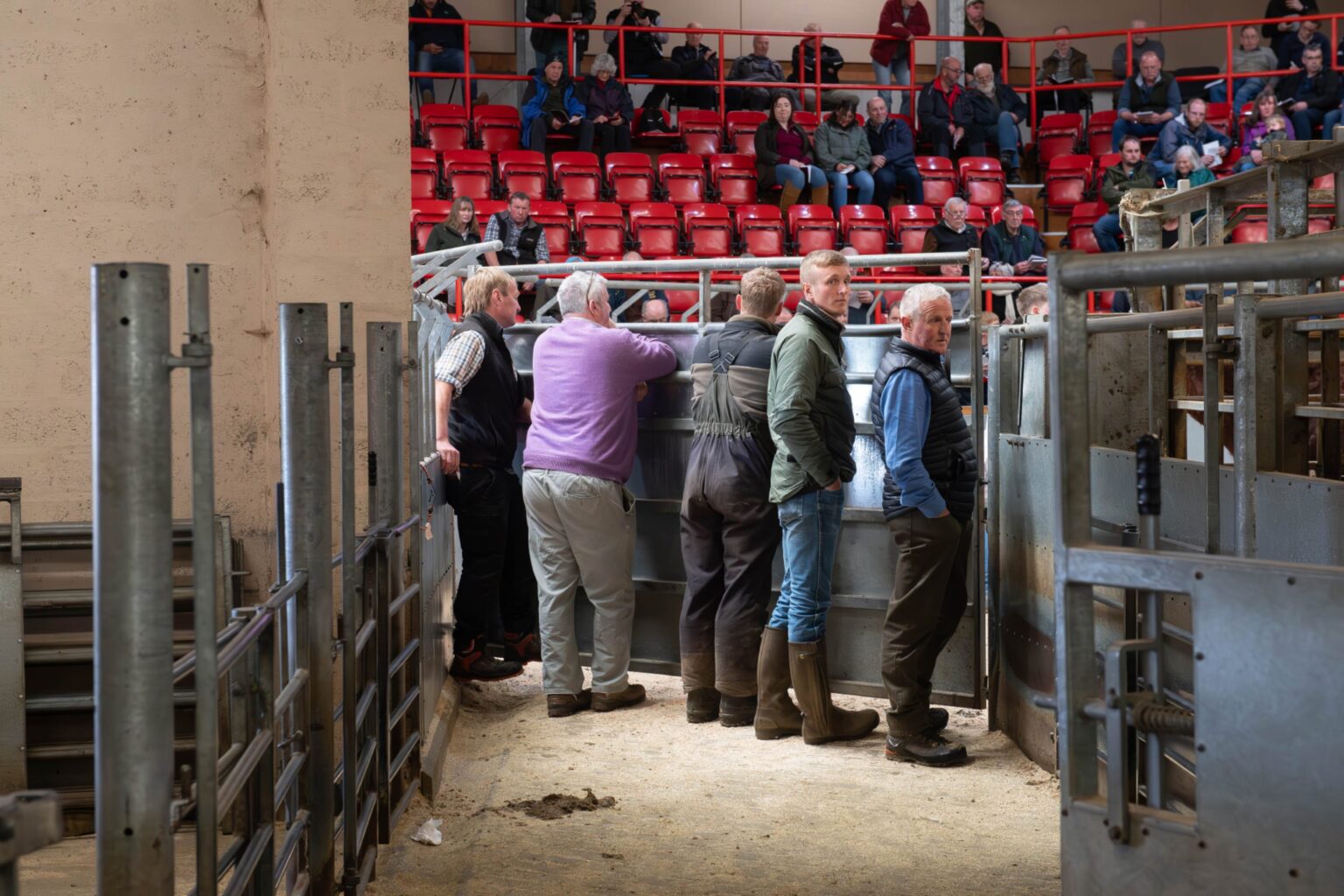 41 pictures from Dingwall Mart's big sale of breeding cattle