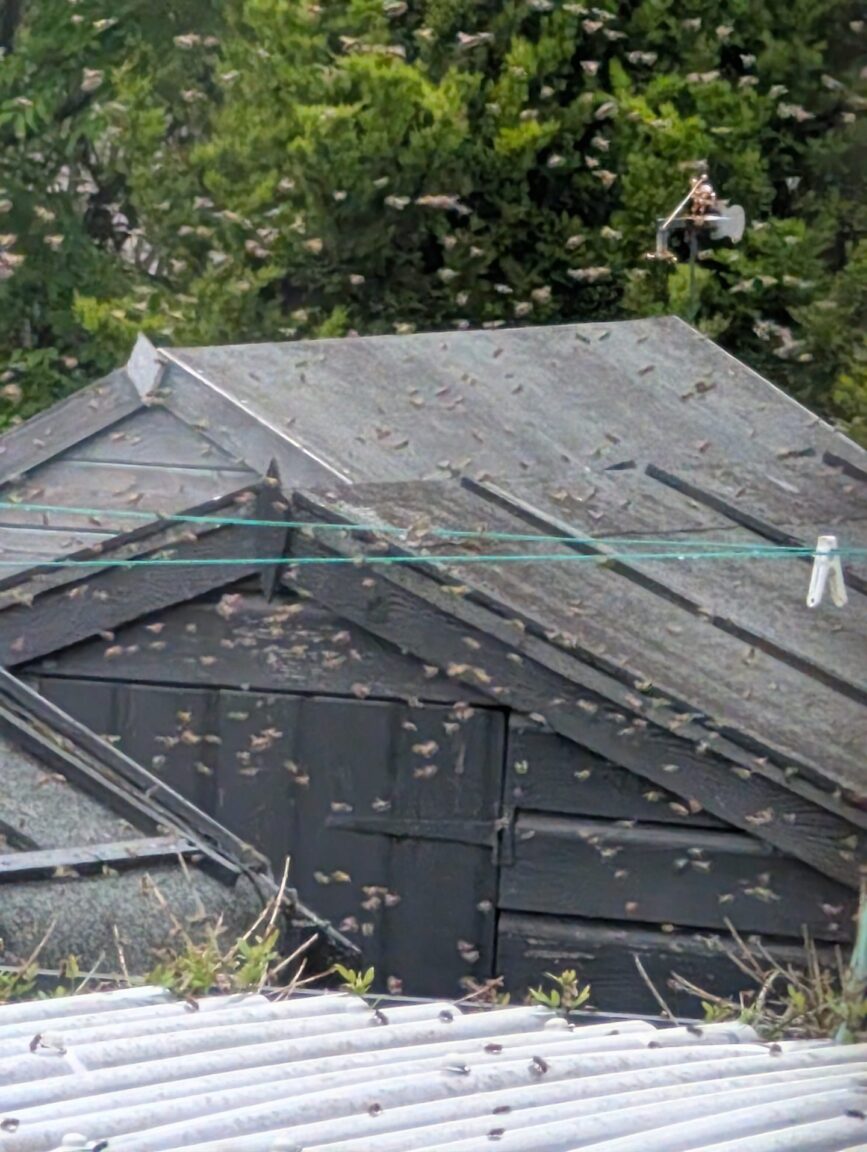 Explainer: Large swarms of bees spotted in Aberdeen