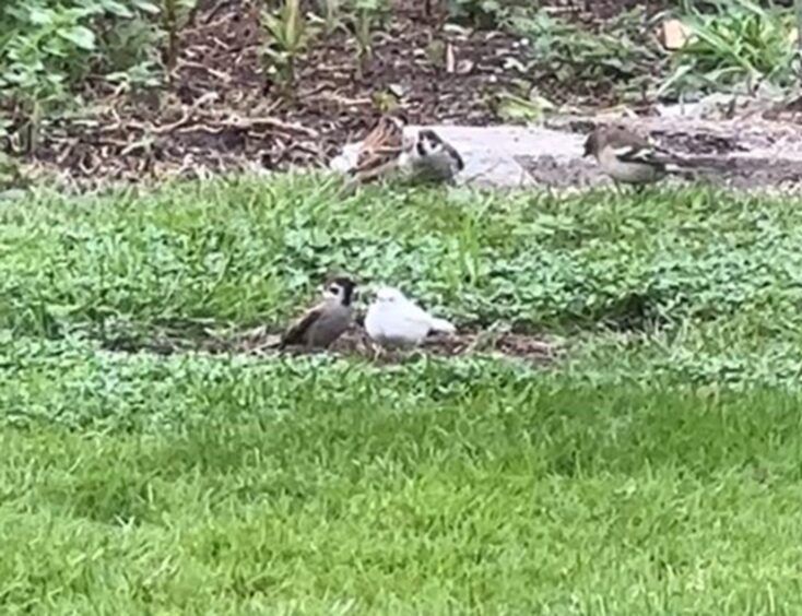 Rare albino sparrow spotted in Aberdeenshire garden