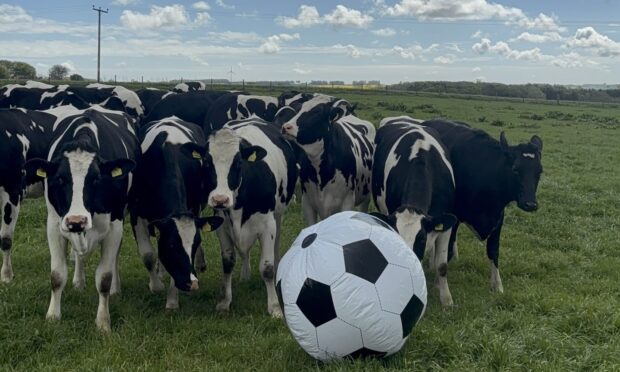 WATCH: The World Cup score predicting cows from Aberdeenshire