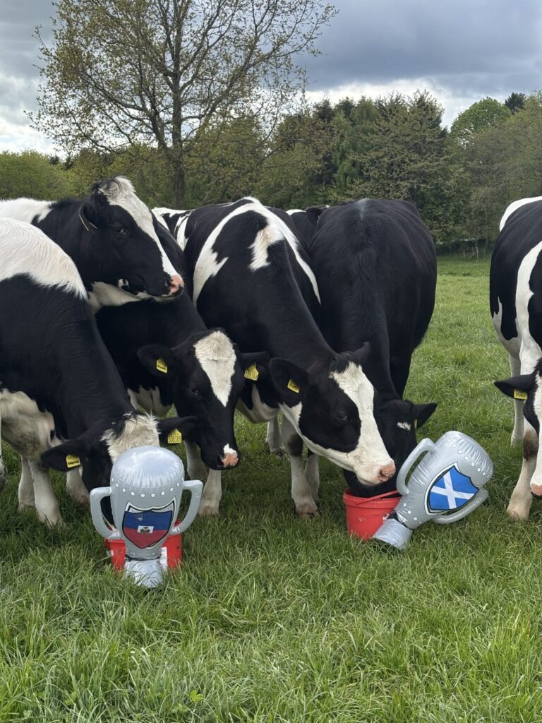 WATCH: The World Cup score predicting cows from Aberdeenshire