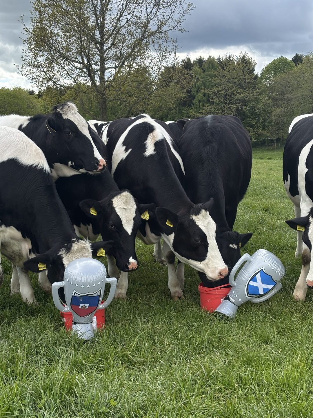 WATCH: The World Cup score predicting cows from Aberdeenshire
