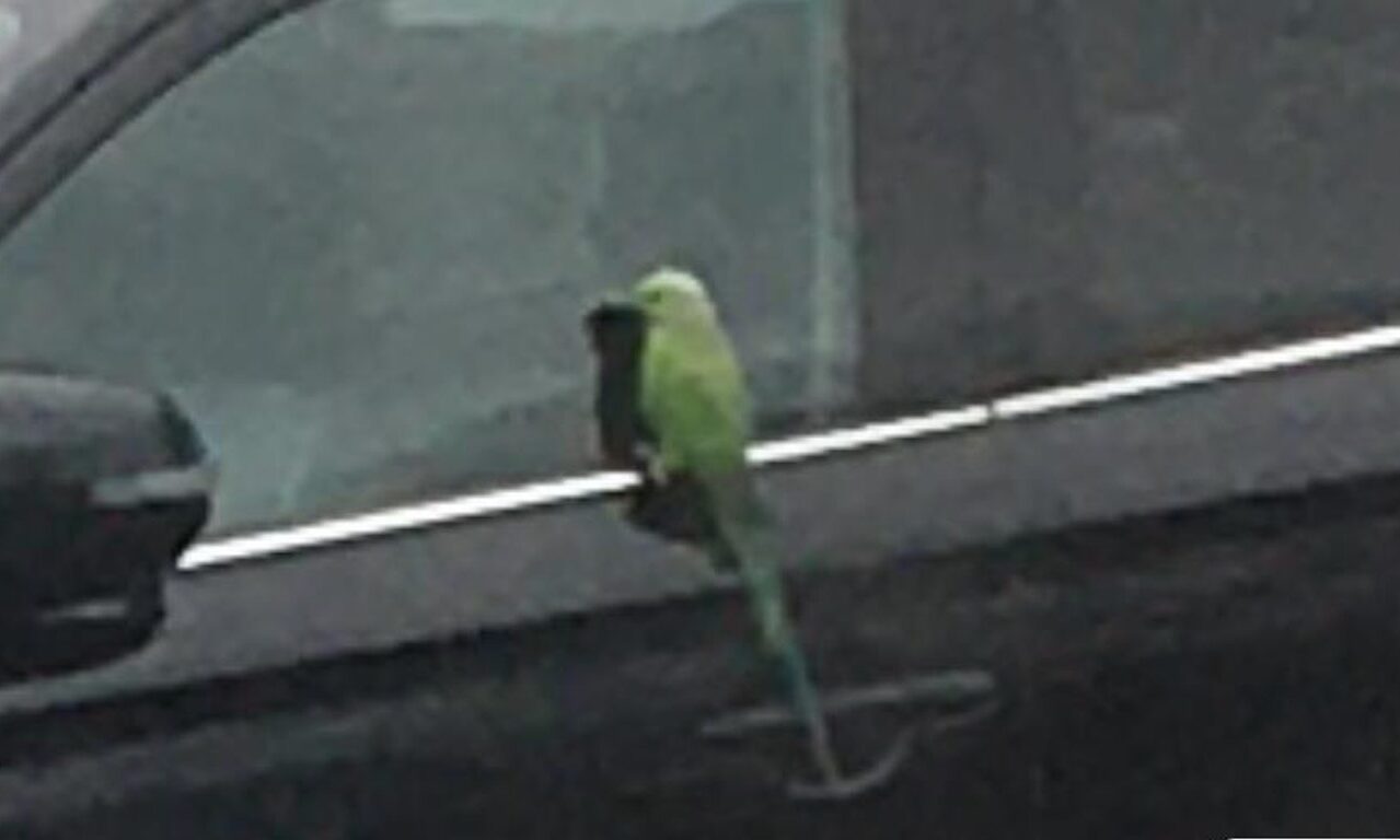 'Inverness loose parrot cost us hundreds of pounds in car repairs'