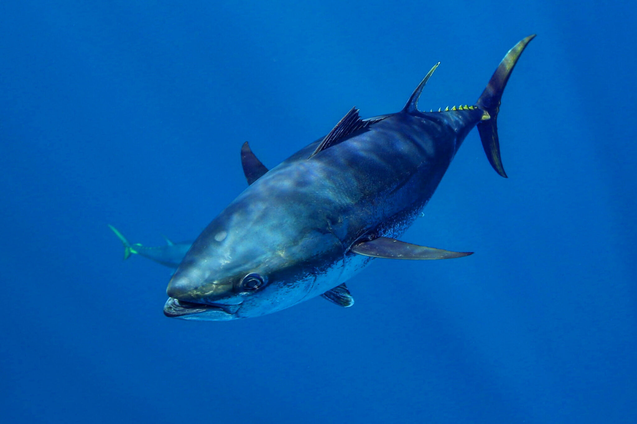 Harbour eyes first production from Tuna in 2026 offshore Indonesia ...