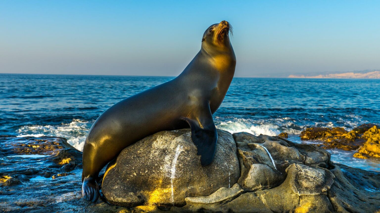 Navitas farms in to 250 million-barrel Sea Lion project as Harbour exits