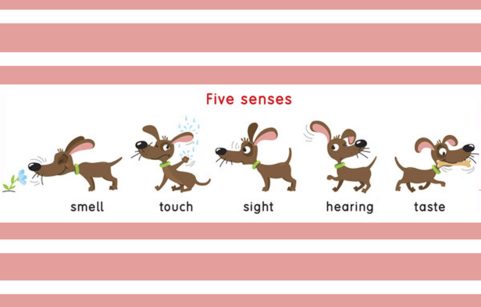 How To Use The Five Senses In Writing - The People's Friend