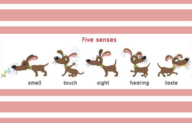 How To Use The Five Senses In Writing - The People's Friend