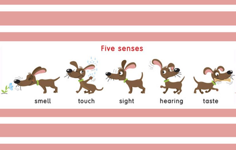 How To Use The Five Senses In Writing - The People's Friend