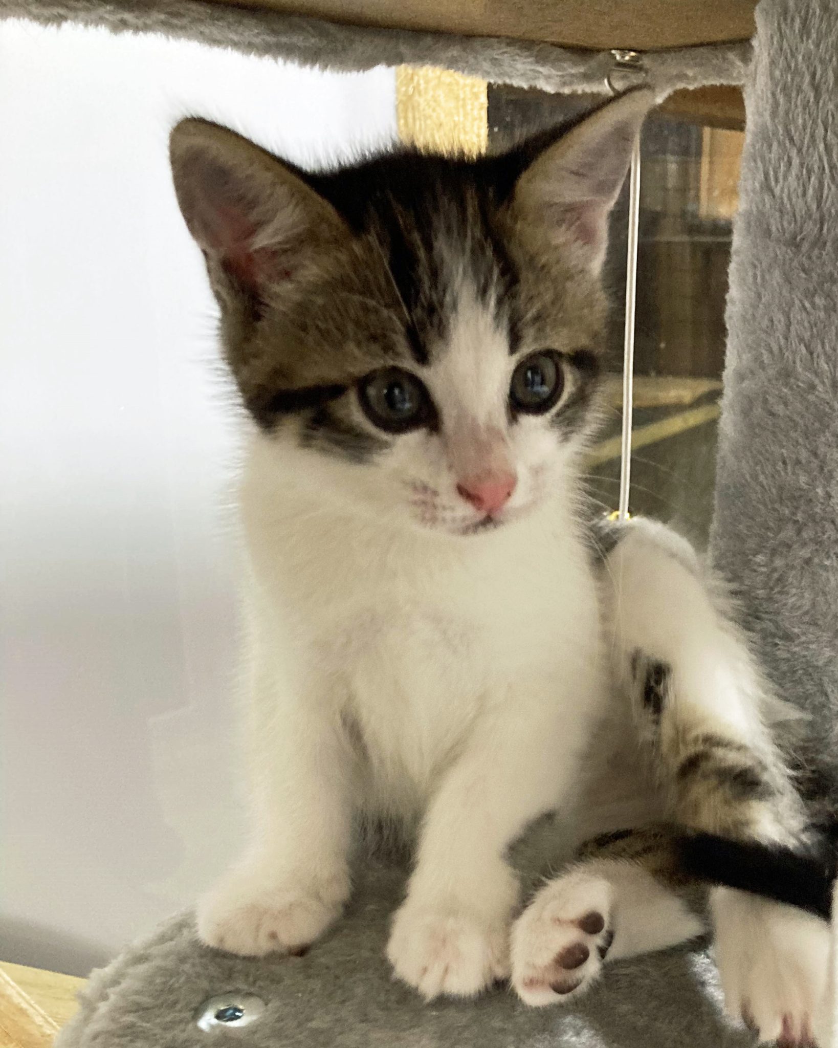 Cats Protection success stories: 3 heart-warming cat rescue stories