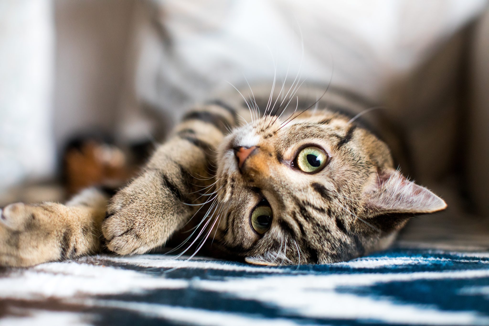 Stats show the benefits of cats in our lives