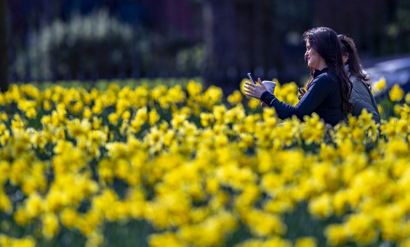 GINGER GAIRDNER: Daffodils can't escape old Father Time - The Courier