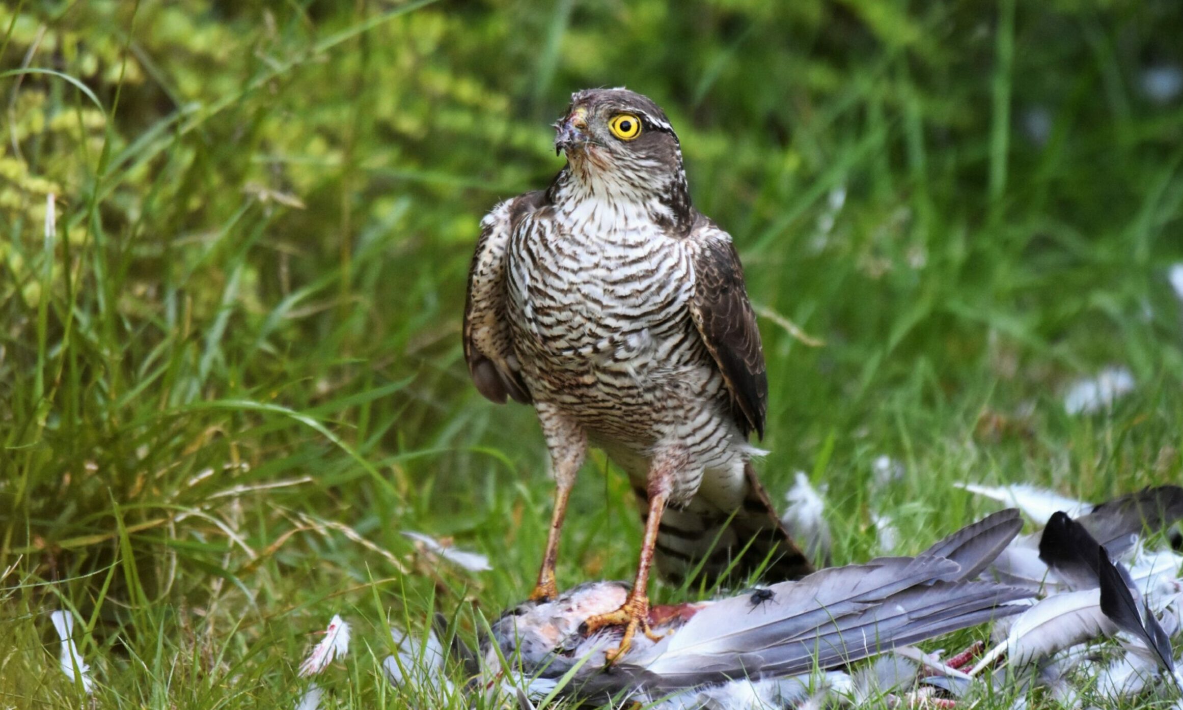 Nature Watch: Sparrowhawks exhibit the true grit of nature - The Courier