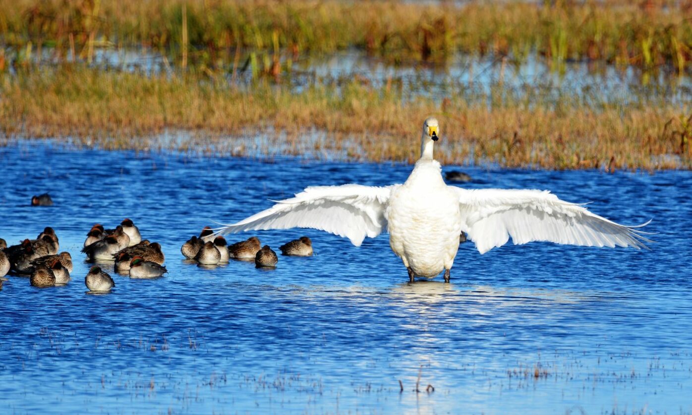 Nature Watch: Loch of Strathbeg delivers a bounty of surprises - The ...