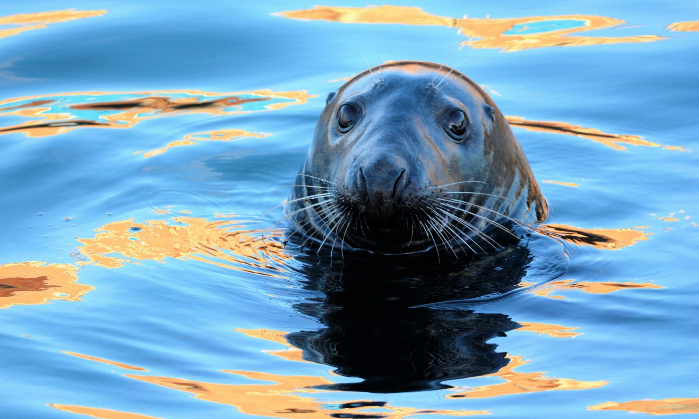Nature Watch: Absorbing encounters with nature at Peterhead - The Courier