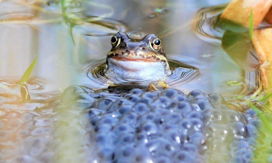 Nature Watch: Spring’s sweet chorus of birds and frogs - The Courier