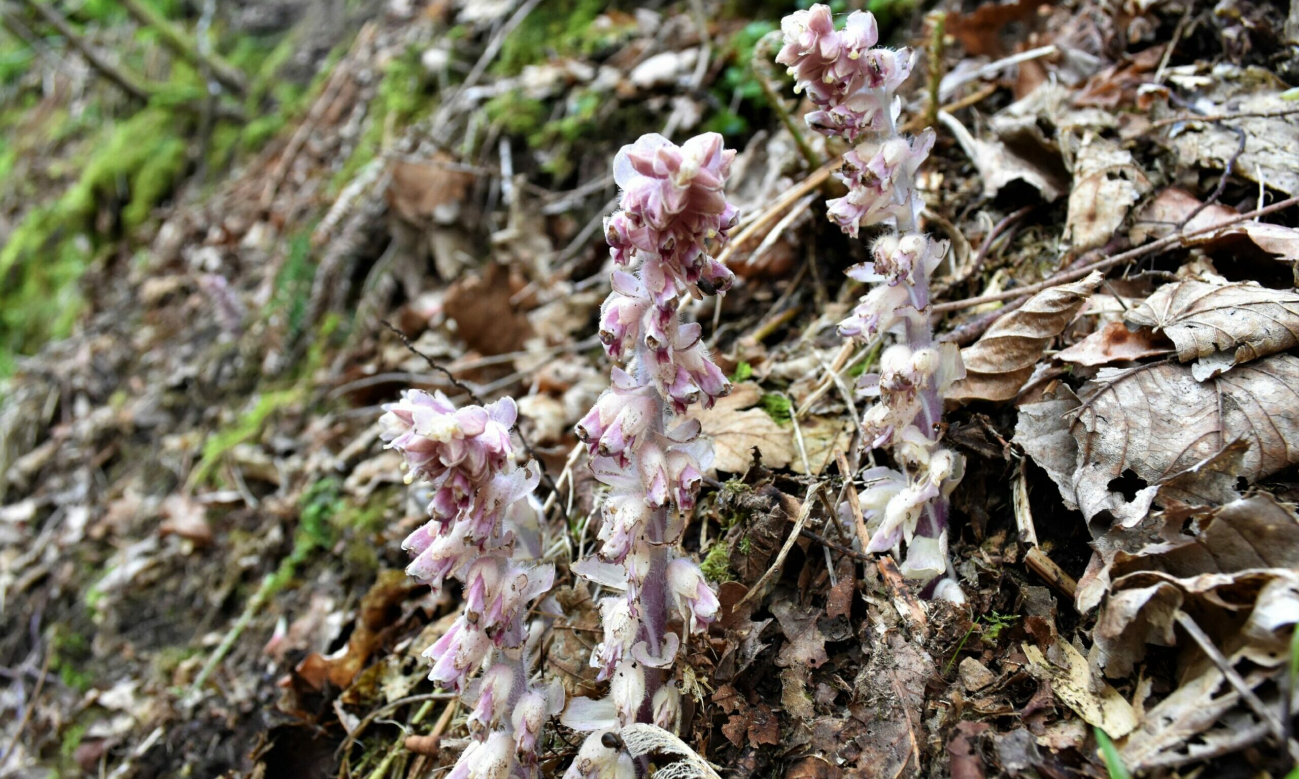 Nature Watch: In search of the vampire plant - The Courier