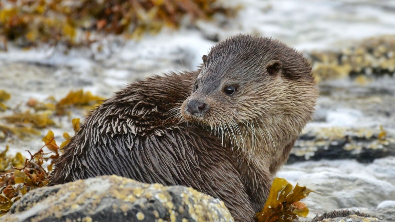 IOSF World Otter Day seeks to celebrate species and raise awareness of ...
