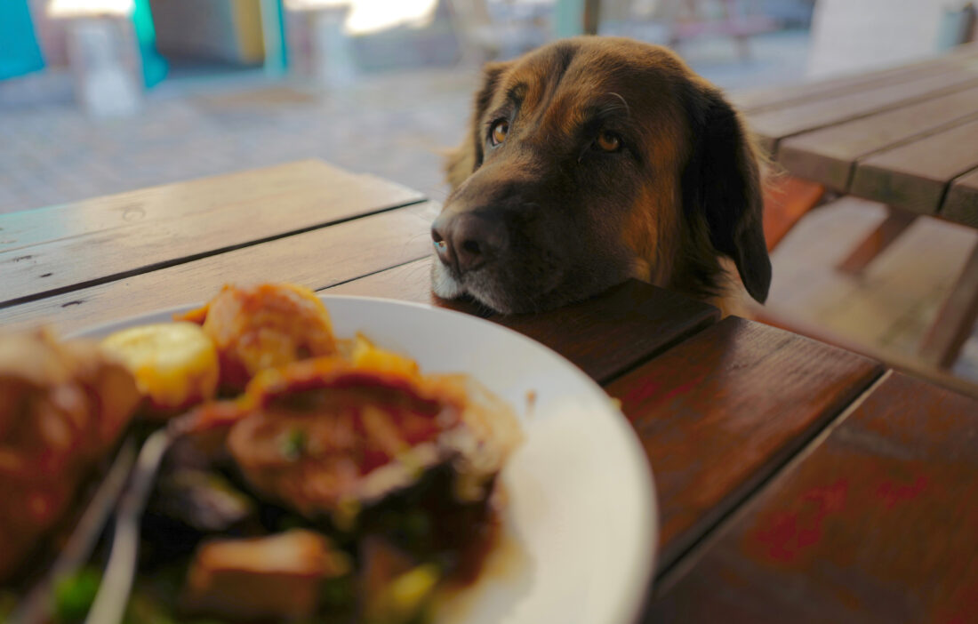 5 Great Dog Friendly Pubs In Scotland! - The Scots Magazine