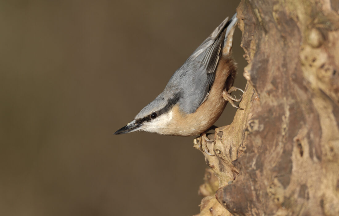 Fascinating Facts – Nuthatch - The Scots Magazine