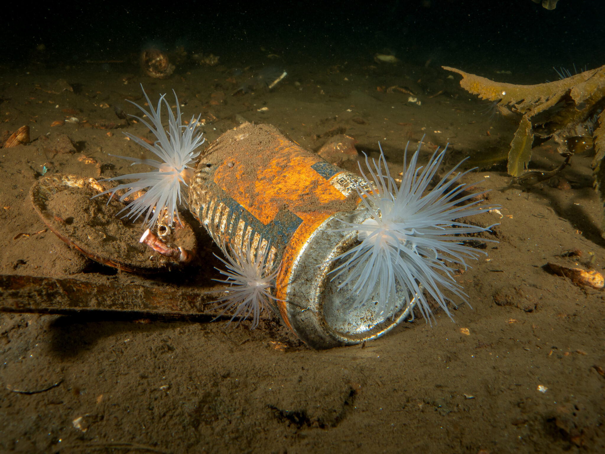 Scotland's Secret Underwater World - The Scots Magazine